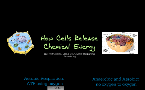 Chapter 7: How Cells Release Chemical Energy by Amanda Ing on Prezi