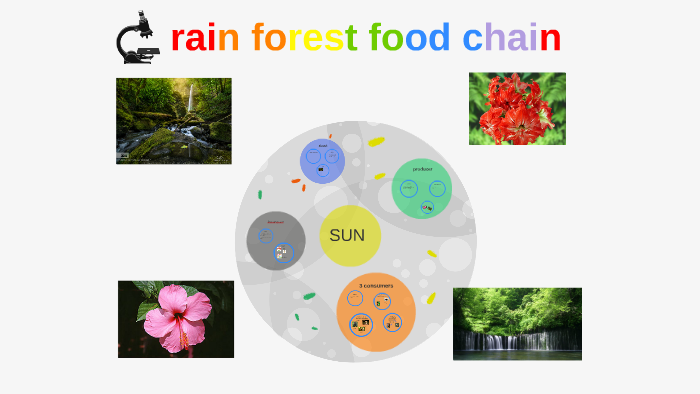 rain forest food chain by Francesca Bui on Prezi