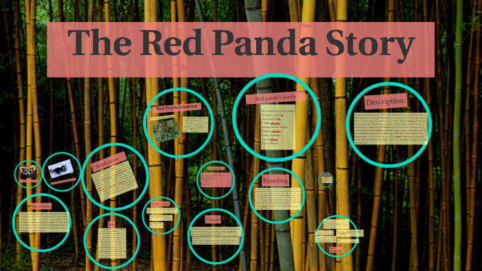 Red panda presentation by Kyle Cabael on Prezi