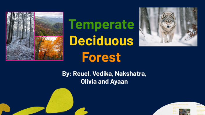 Temperate Deciduous Forest by RM - 07SM 898358 Bristol Road MS on Prezi
