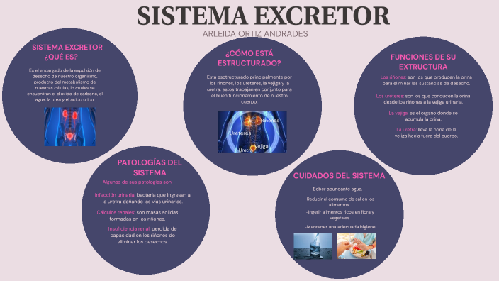 sistema excretor by arleida ortiz on Prezi