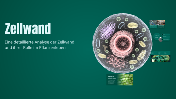Zellwand: Aufbau und Funktion by Bannaz mohammad on Prezi