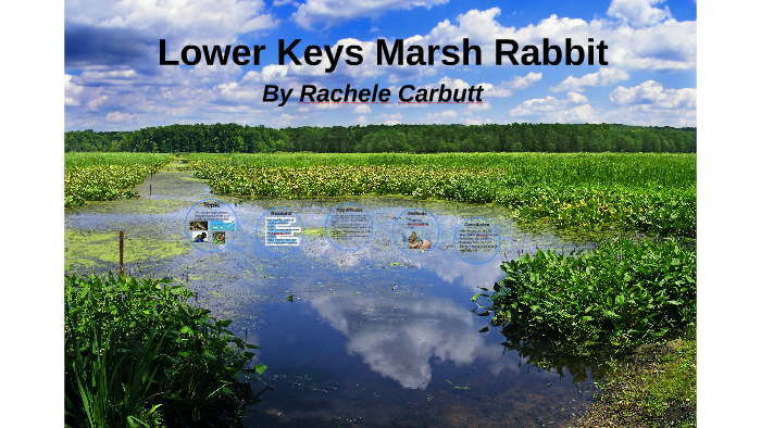 Lower Keys Marsh Rabbit by rachele carbutt on Prezi
