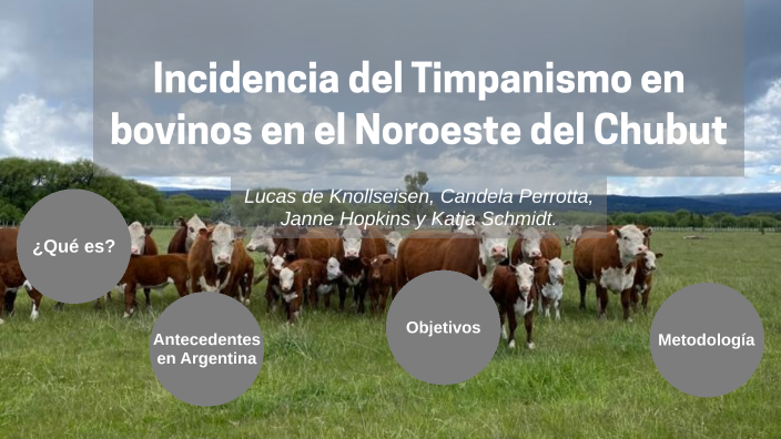 Timpanismo Bovinos by janne hopkins on Prezi