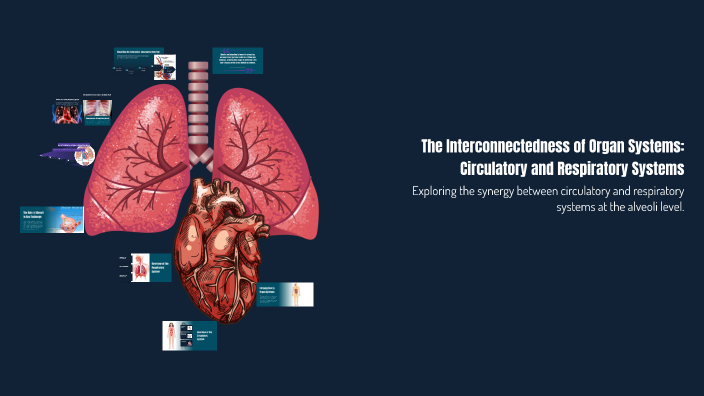 The Interconnectedness of Organ Systems: Circulatory and Respiratory ...