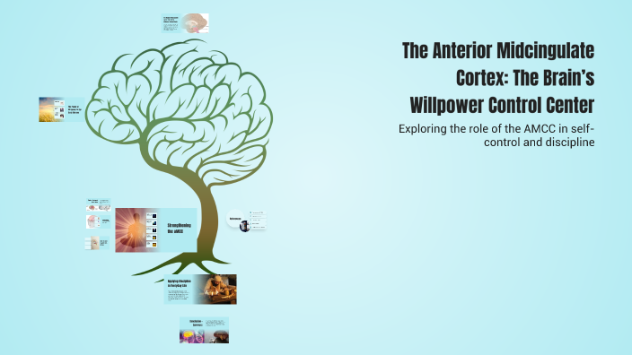 The Anterior Midcingulate Cortex: The Brain’s Willpower Control Center ...