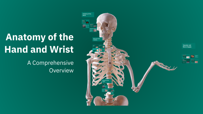Anatomy of the Hand and Wrist by Sil Nunes on Prezi