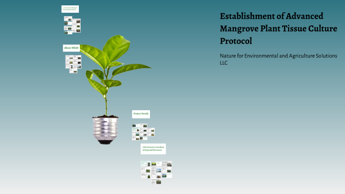 Establishment of Advanced Mangrove Plant Tissue Culture Protocol by Dr ...