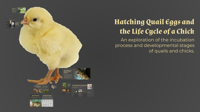 Hatching Quail Eggs and the Life Cycle of a Chick by Ashley Davis on Prezi
