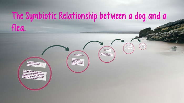 The Symbiotic Relationship between a dog and a flea. by Jordyn Justice ...