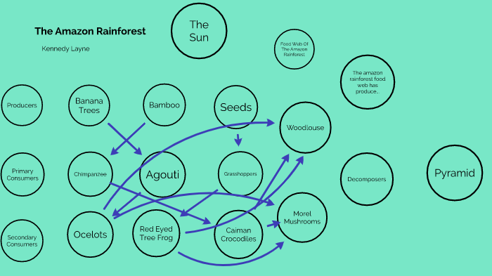 Amazon Rainforest Food Web by Kennedy Layne on Prezi