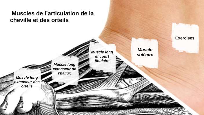 Muscles de l’articulation de la cheville et des orteils by Adam ...
