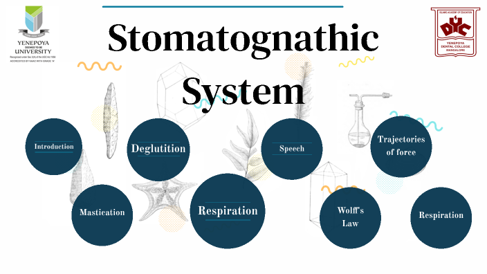 stomatognathic system by Kevin Joseph Nirayath on Prezi