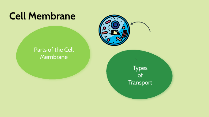 Cell Membrane RAFT Project by Emma Antry on Prezi