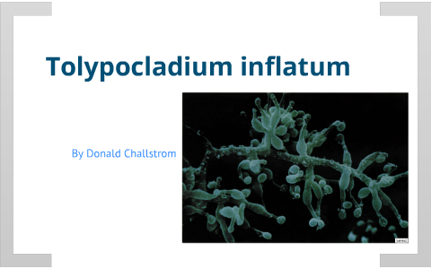 Tolypocladium inflatum by Donald Challstrom on Prezi
