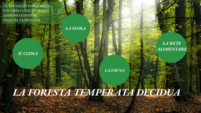 la foresta temperata decidua by Edoardo Martoccia on Prezi