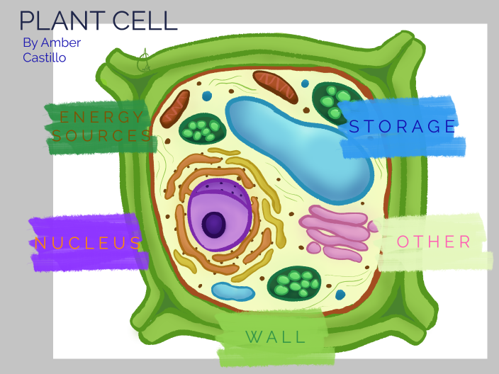 Biology Project - Structure of a Plant Cell by AMBER CASTILLO on Prezi