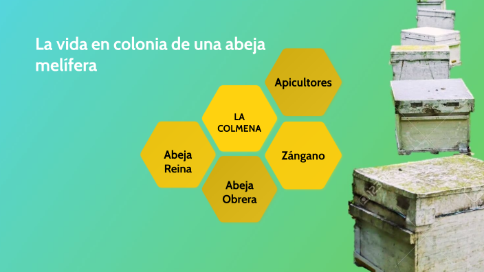 conociendo la colmena by Rebeca Estefania Llanos Espinoza on Prezi