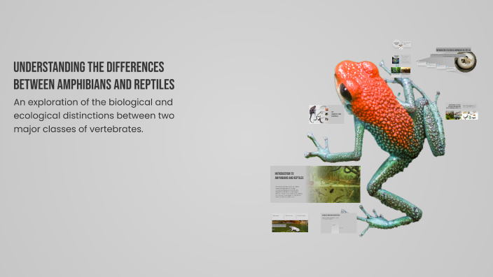 Understanding the Differences Between Amphibians and Reptiles by ...