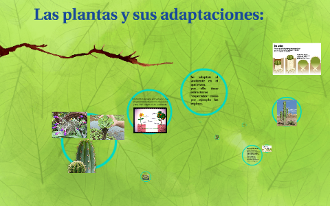 Las plantas y sus adaptaciones: by carolina rodales on Prezi