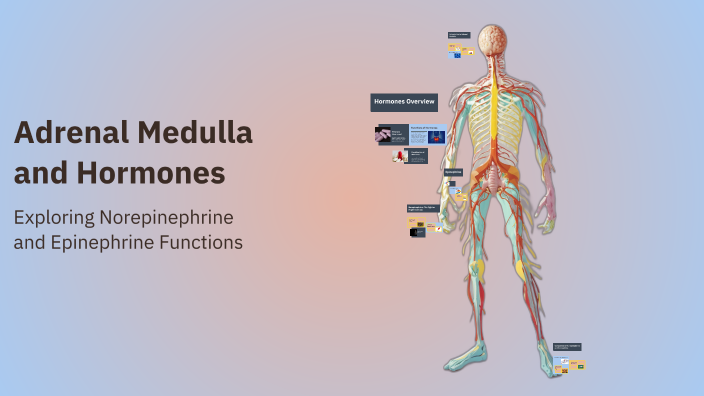 Adrenal Medulla and Hormones by Haylie Raby on Prezi