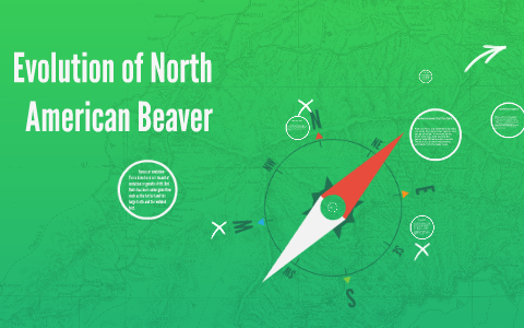 Evolution of North American Beaver by nathan browning on Prezi