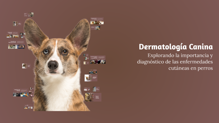 Dermatología Canina by Pía Catalán on Prezi