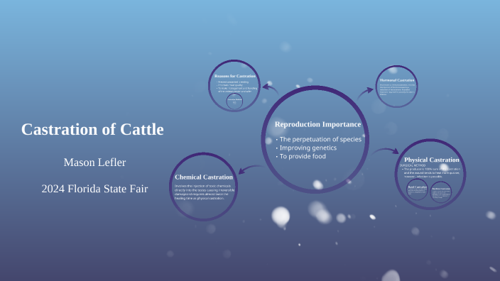 Castration of Cattle by Mason Lefler on Prezi