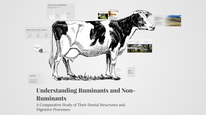 Understanding Ruminants and Non-Ruminants by Rozhin Halmat on Prezi