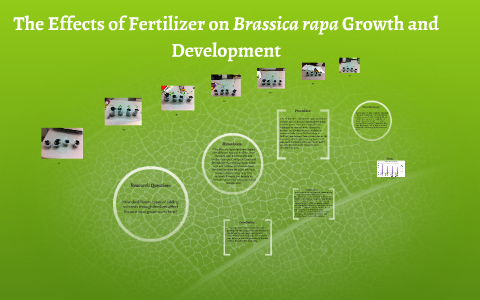 The Effects of Fertilizer on Plant Growth and Development by Emma ...