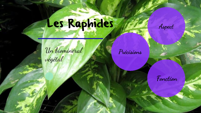 biomineral (raphide) by marie LY on Prezi