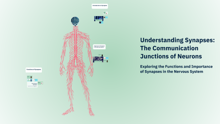 Understanding Synapses: The Communication Junctions of Neurons by Simon ...