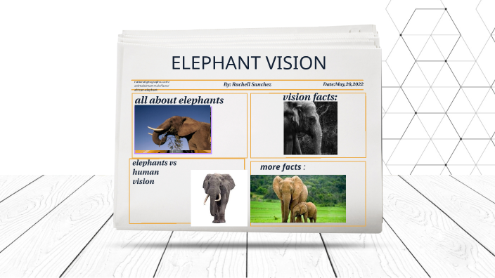 KOALA VISION by Rachell Sanchez on Prezi