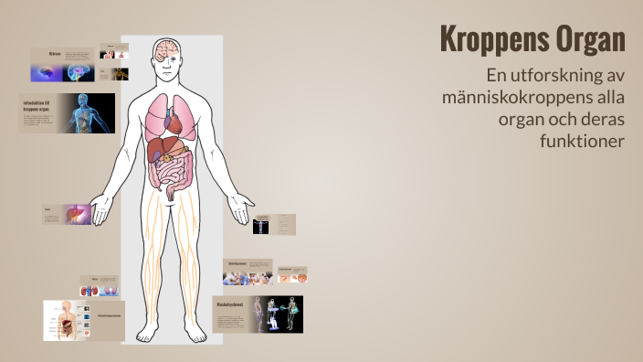 Kroppens organ by Felicia Rådén on Prezi