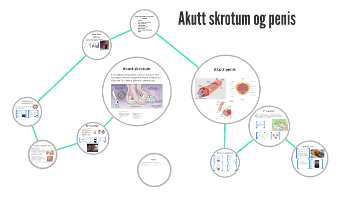 Akutt skrotum og penis by Michael Johansen on Prezi