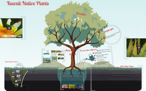 PLANTS IN KUWAIT by Manal Adra on Prezi