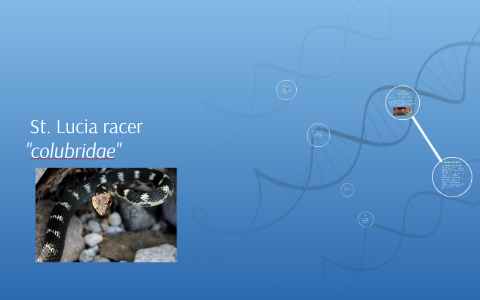 St. Lucia racer by Sean Hart on Prezi