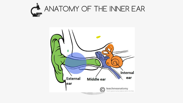 ANATOMY OF THE INNER EAR by Mashafizul Helmi