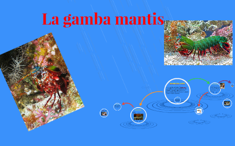 La gamba mantis by Isaac Gregores Rendo on Prezi