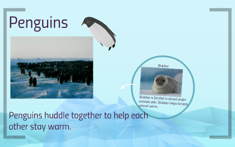How do animals survive in the arctic? by K K on Prezi