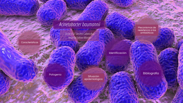 Acinetobacter baumannii by Claudia Gil on Prezi
