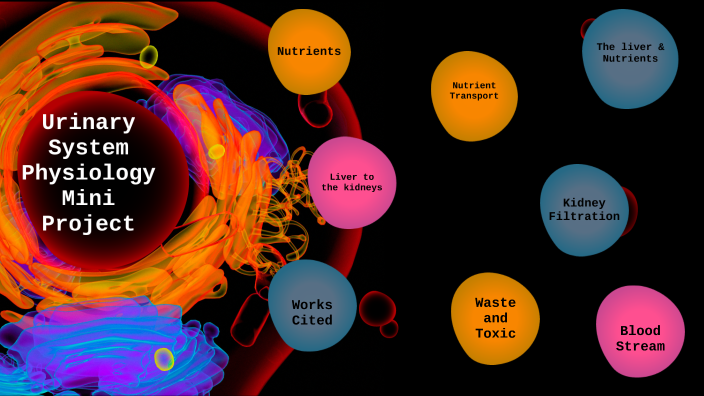 Urinary System Physiology Mini Project by Savanna Whatley on Prezi