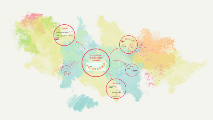 FASES DE LA EMBRIOLOGÍA HUMANA by Mailis Eyme on Prezi