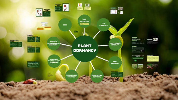 Plant Dormancy by Lim Huey Shan on Prezi