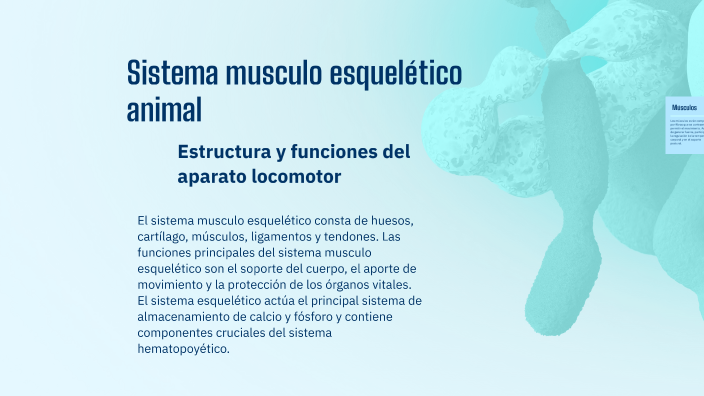 Sistema musculo esquelético animal by jeffrey tulipe on Prezi