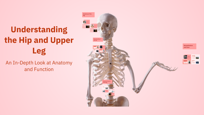 Understanding the Hip and Upper Leg by Hailey Cutrone on Prezi