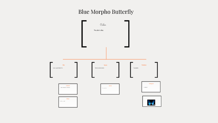 Blue Morpho Butterfly by Rita Rabalais on Prezi