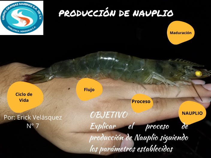Producción de Nauplio by Erick Velasquez on Prezi