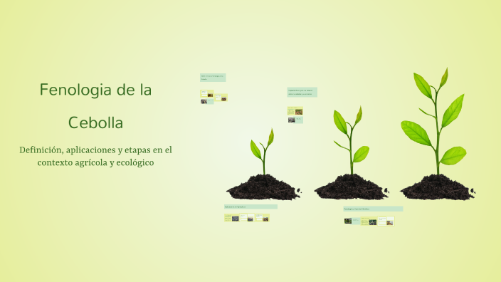 Fenología de la Cebolla by ツ Oxity on Prezi