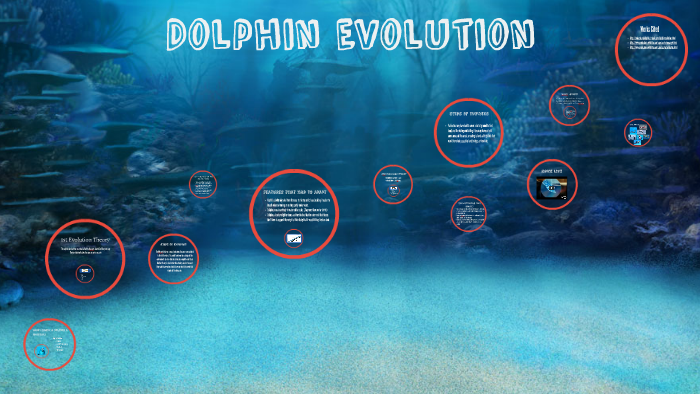 Dolphin Evolution by Danielle Brasche on Prezi